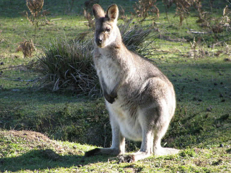 Top 9 Amazing Australian Animals - The Mysterious World