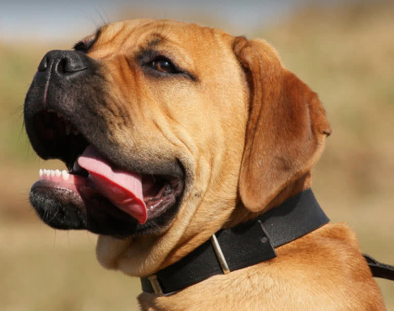 Top 10 Best Guard Dogs For Security- The Mysterious World