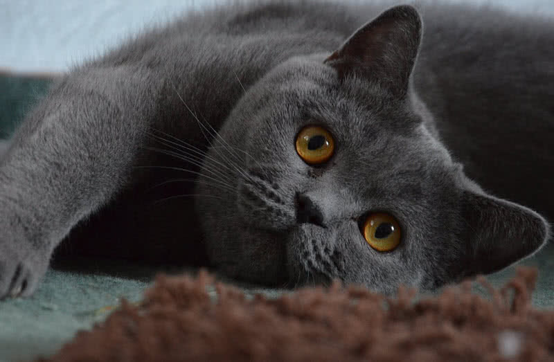 Top 10 Largest Cat Breeds In The World The Mysterious World Top 10 Largest Cat Breeds In The World The Mysterious World