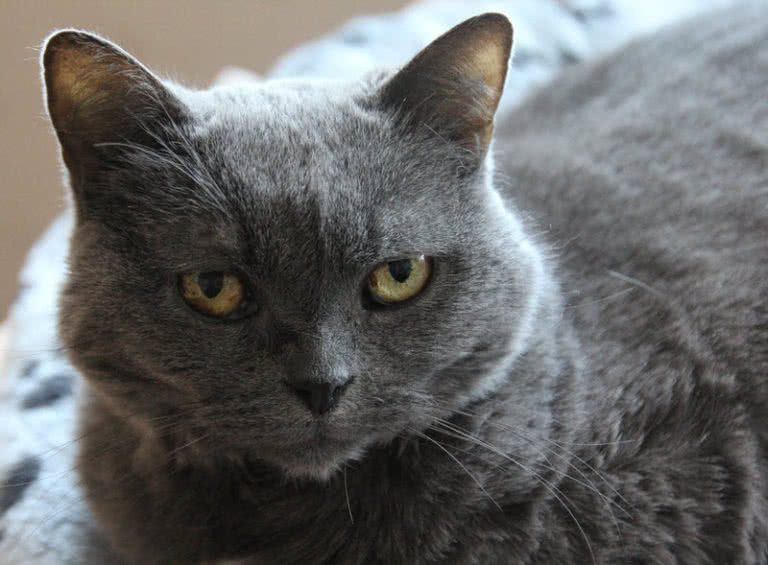 Top 10 Largest Cat Breeds In The World - The Mysterious World