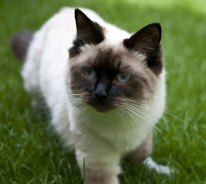 Top 10 Largest Cat Breeds In The World The Mysterious World Top 10 Largest Cat Breeds In The World The Mysterious World