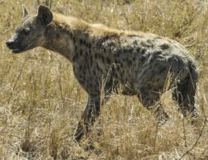 Top 10 Most Powerful Animal Bites - The Mysterious World