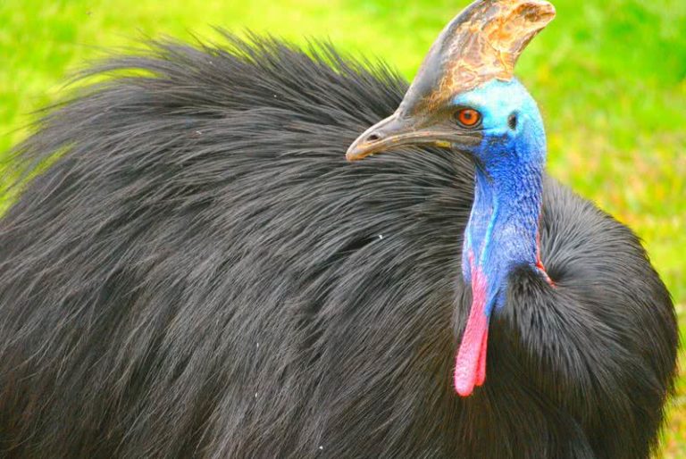 10 Most Dangerous Birds In The World - The Mysterious World