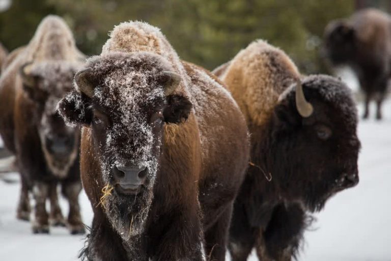 10 Amazing Animals Found Only In North America - The Mysterious World