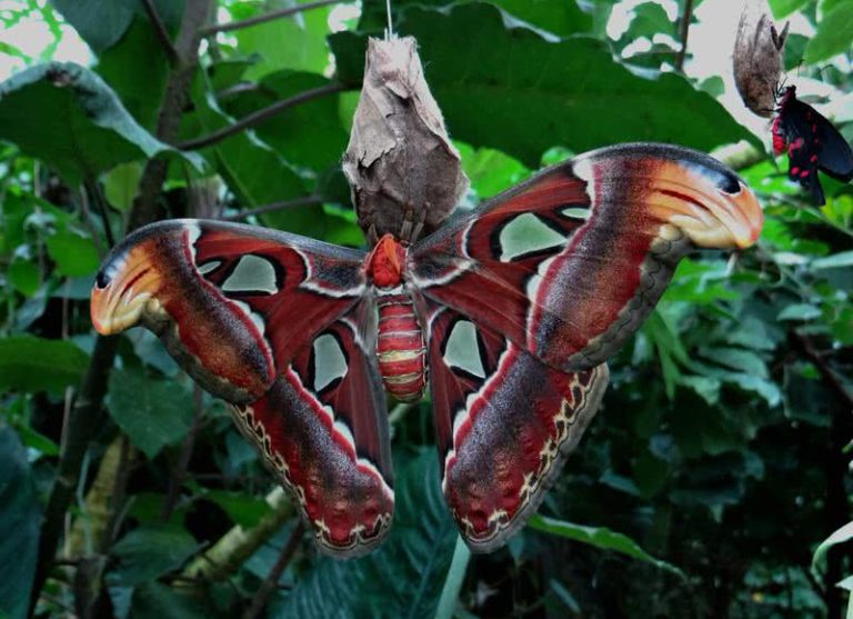 Top 10 Most Beautiful Insects in the World - The Mysterious World