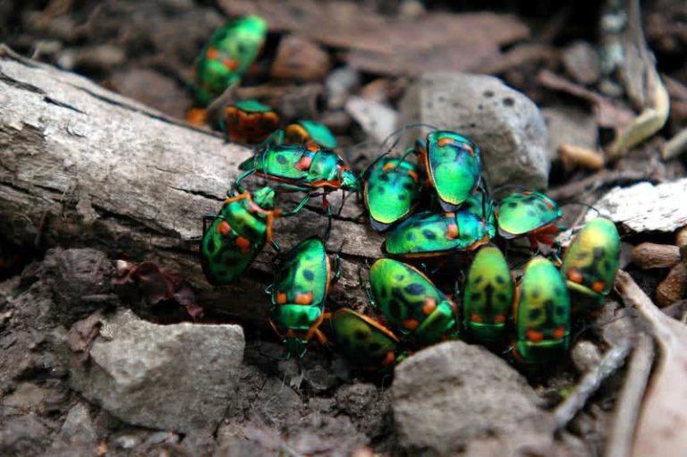 Top 10 Most Beautiful Insects in the World - The Mysterious World
