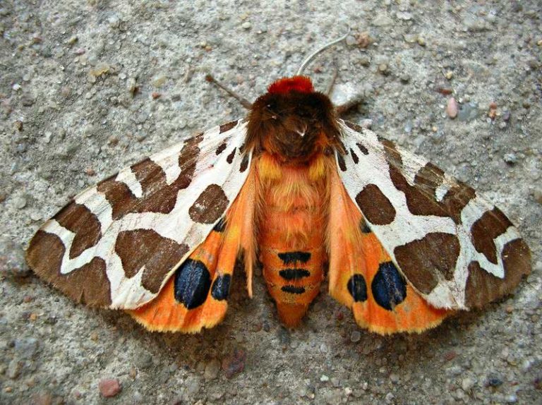 Top 10 Most Beautiful Moths In The World - The Mysterious World