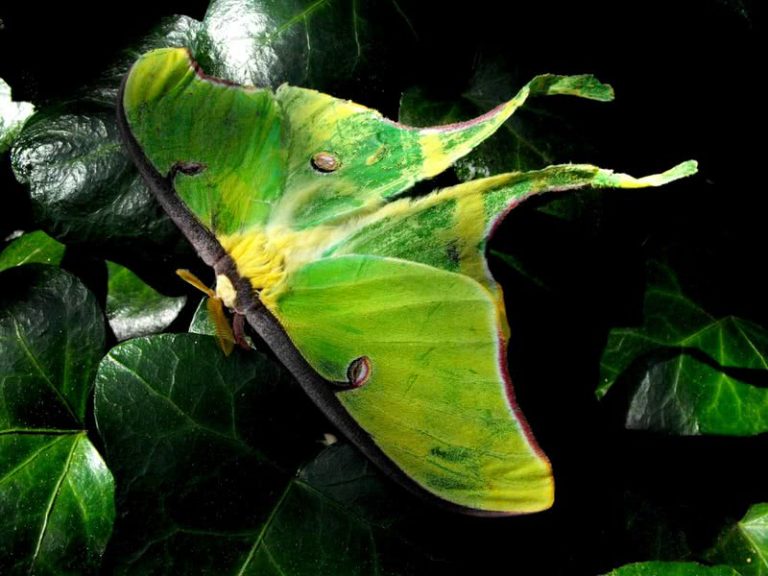 Top 10 Most Beautiful Moths In The World - The Mysterious World