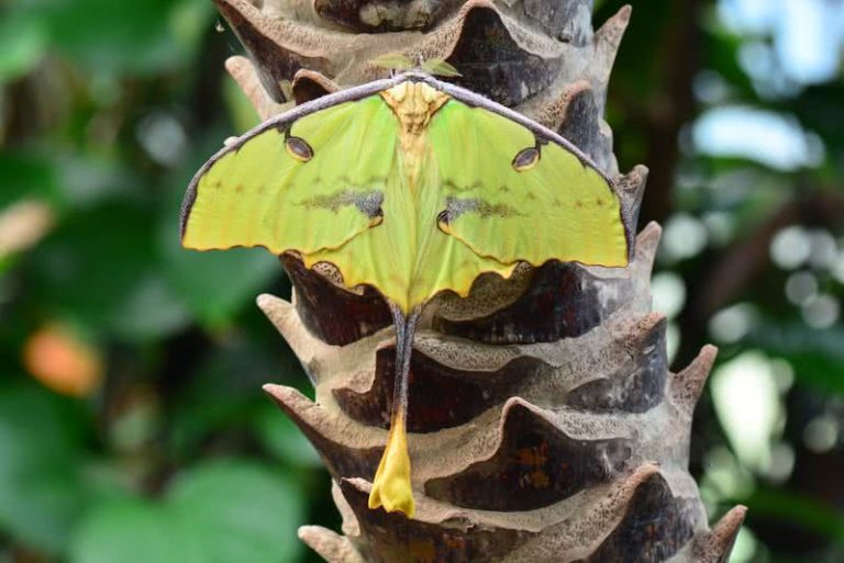 Top 10 Most Beautiful Moths In The World - The Mysterious World