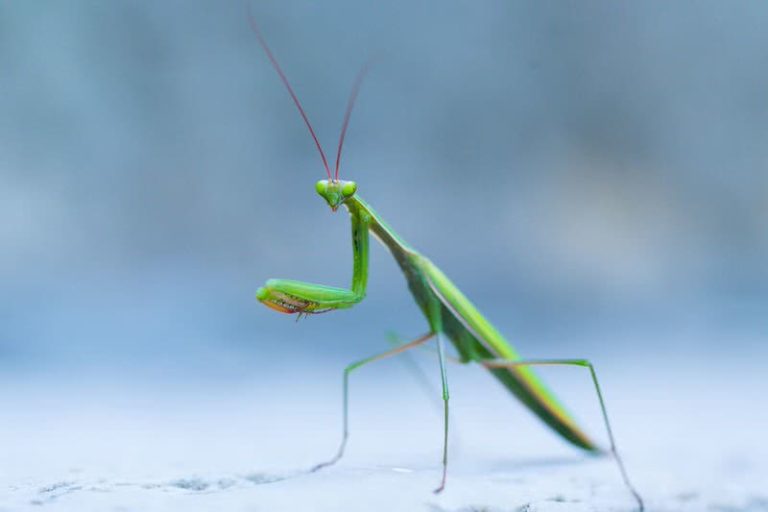 Top 10 Most Beautiful Insects in the World - The Mysterious World