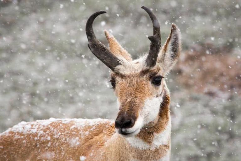 10 Amazing Animals Found Only In North America - The Mysterious World