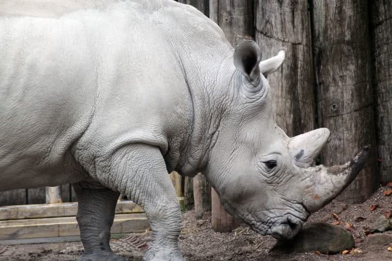 Top 10 Most Aggressive Animals In The World - The Mysterious World Top 10 Most Aggressive Animals In The World - The Mysterious World