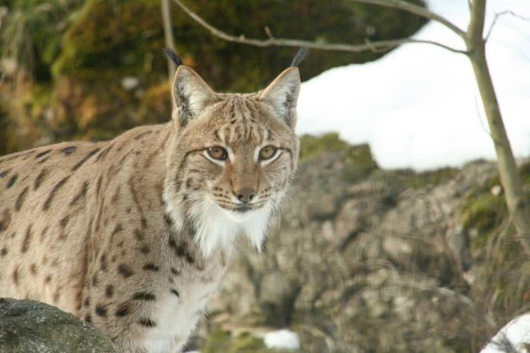 Top 10 Lesser Known Wild Cats In The World - The Mysterious World