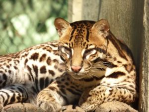 Top 10 Lesser Known Wild Cats In The World - The Mysterious World