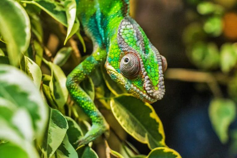 Top 10 Most Amazing Eyes In The Animal Kingdom - The Mysterious World