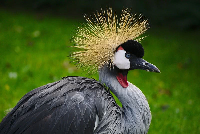 Share More Than 119 Bird With Spiky Hair Best POPPY