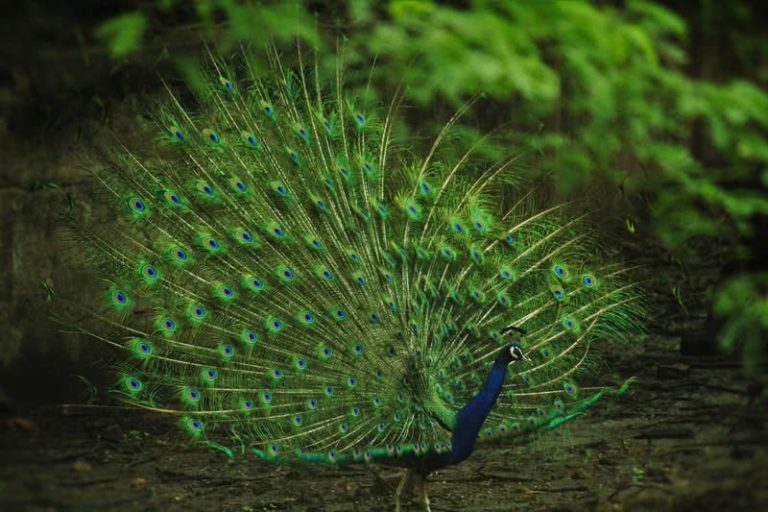 Top 10 Birds With Amazing Tails - The Mysterious World