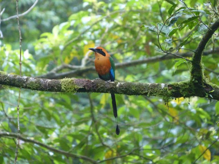 Top 10 Birds With Amazing Tails - The Mysterious World