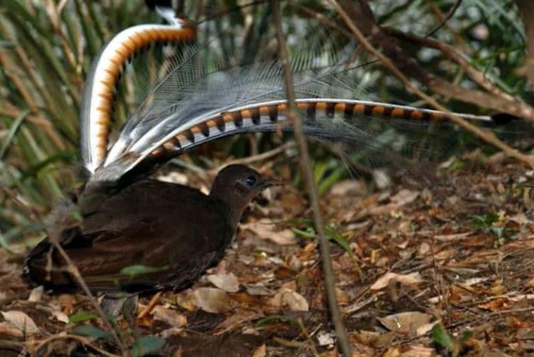 Top 10 Birds With Amazing Tails - The Mysterious World
