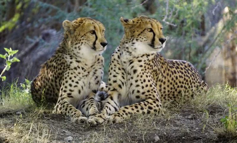 Top 10 Fastest Land Animals In The World - The Mysterious World