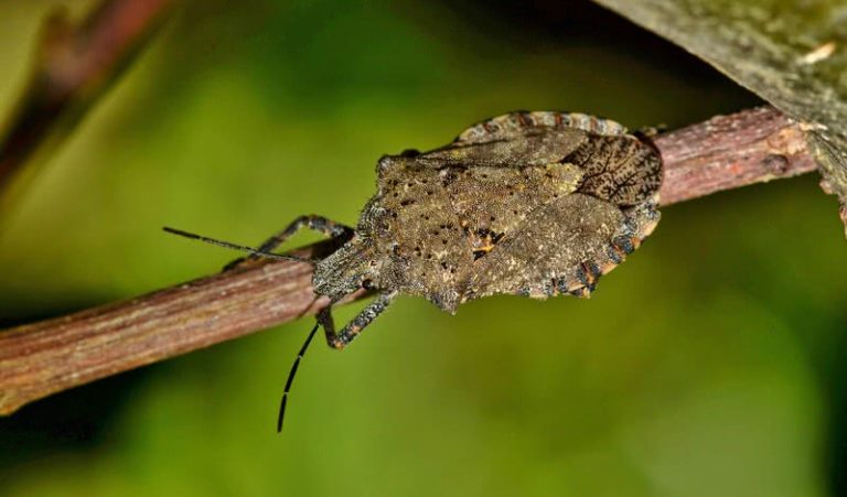 Top 10 Most Annoying Insects In The World - The Mysterious World