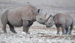 10 Animals That Have Gone Extinct In The Past Decade - The Mysterious World