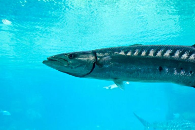 Top 10 Fastest Animals in Water - The Mysterious World