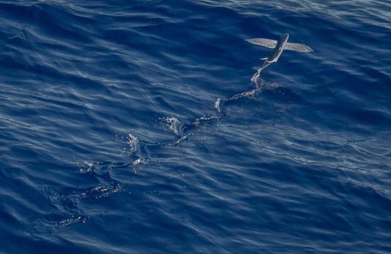 Top 10 Fastest Animals in Water - The Mysterious World