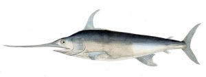 Top 10 Fastest Animals in Water - The Mysterious World