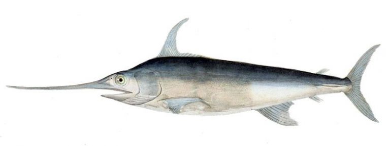 Top 10 Fastest Animals in Water - The Mysterious World