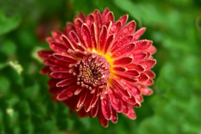 Top 10 Beautiful Flowers in the United States - The Mysterious World