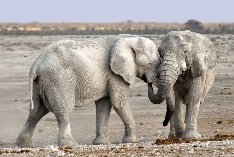 10 Most Romantic Animals in the World - The Mysterious World