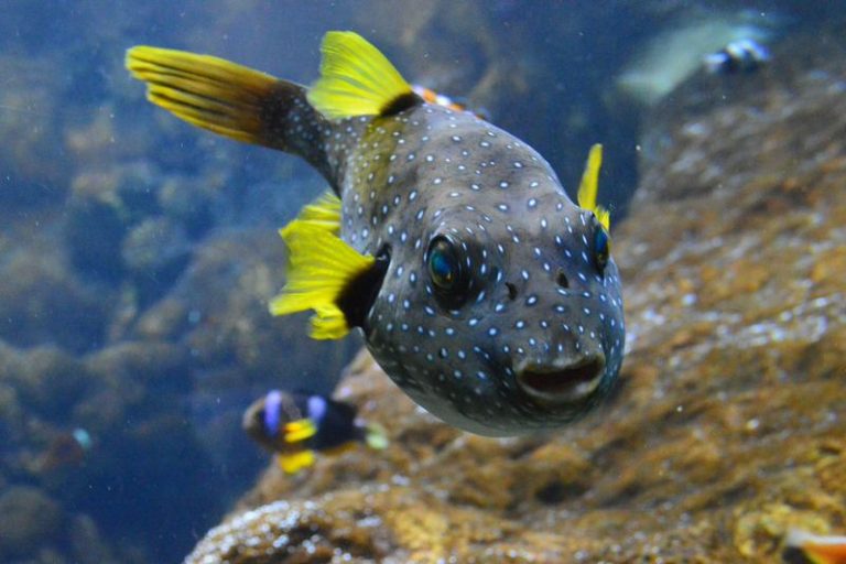 10 Most Romantic Animals in the World - The Mysterious World