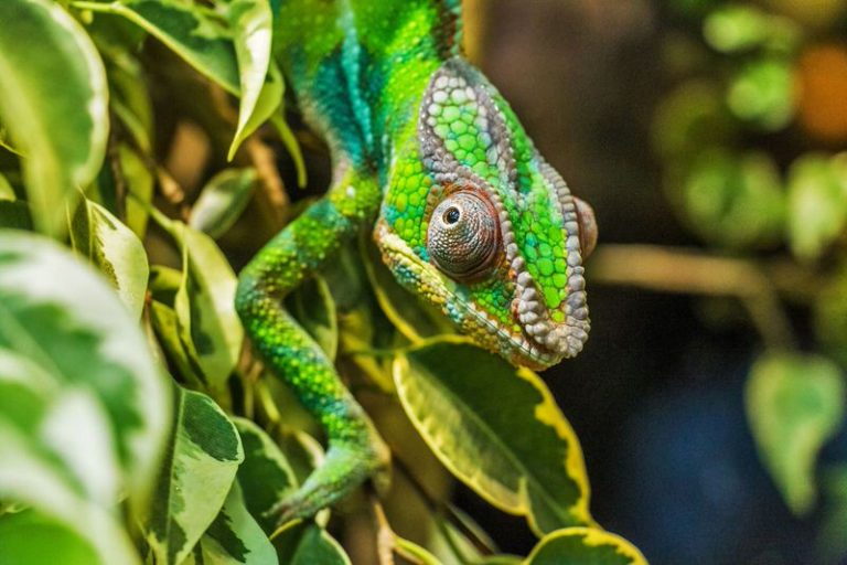 Top 10 Most Beautiful Female Animals in the World - The Mysterious World
