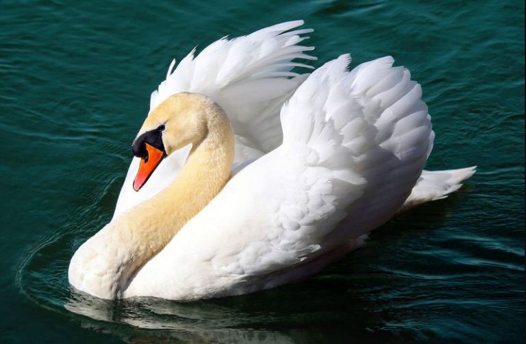 Top 10 Most Beautiful Female Animals in the World - The Mysterious World