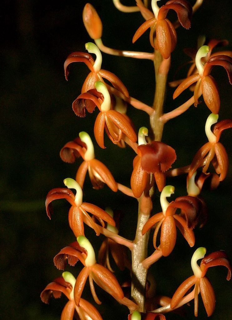 Top 10 Most Beautiful Orchids in the World - The Mysterious World
