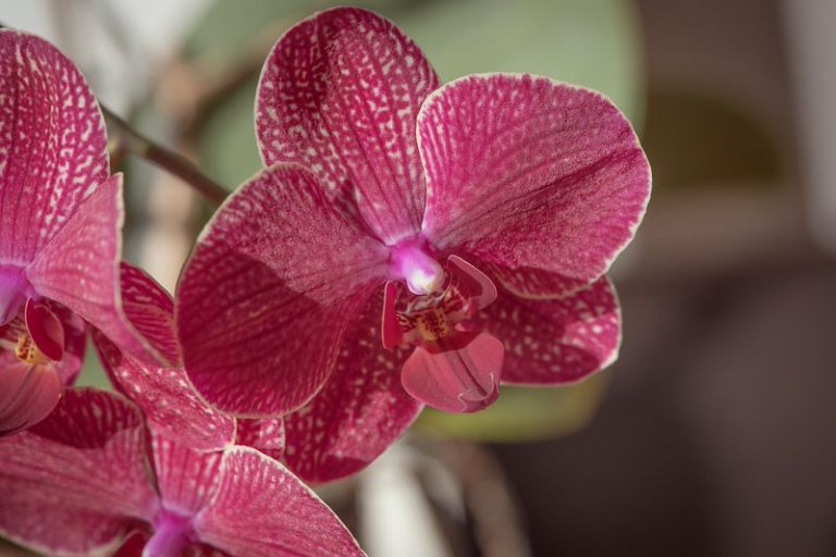 Top 10 Most Beautiful Orchids in the World - The Mysterious World