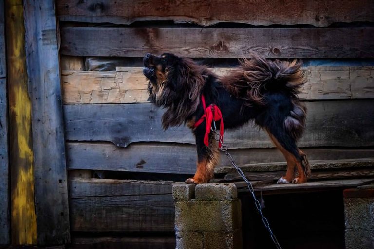 Top 10 Strongest Dog Breeds in the World - The Mysterious World
