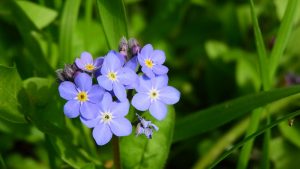 Top 10 Smallest Flowers in the World - The Mysterious World