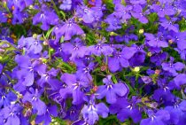 Top 10 Smallest Flowers in the World - The Mysterious World