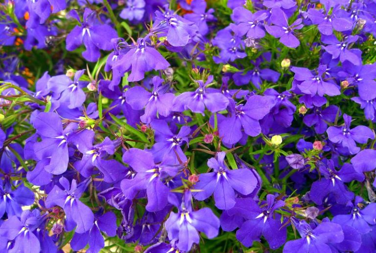 Top 10 Smallest Flowers in the World - The Mysterious World