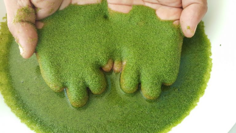 Top 10 Smallest Flowers in the World - The Mysterious World