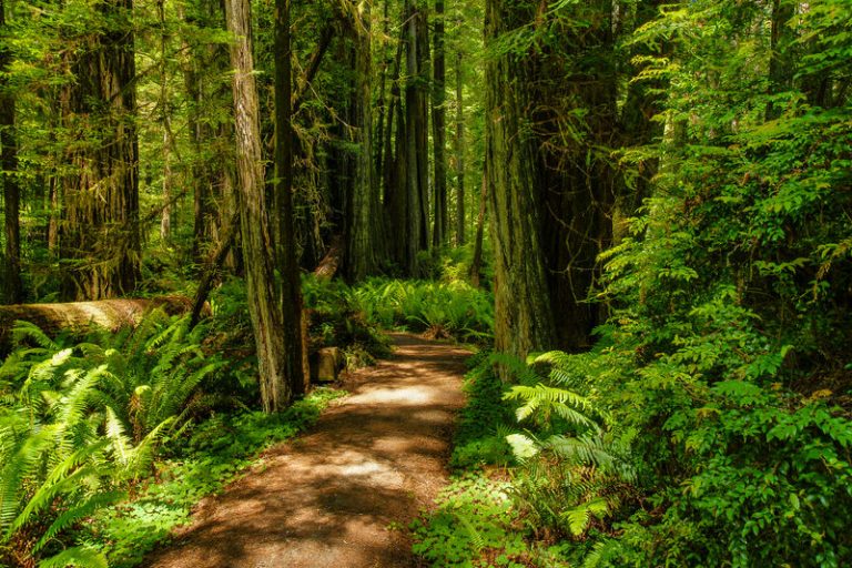 Top 10 Beautiful Forests in the World - The Mysterious World