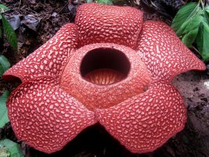 Top 10 ugliest flowers in the world - The Mysterious World