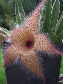 Top 10 ugliest flowers in the world - The Mysterious World