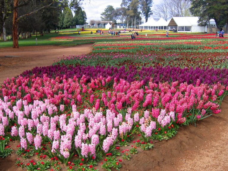 Top 10 Flower Exporting Countries in the World - The Mysterious World