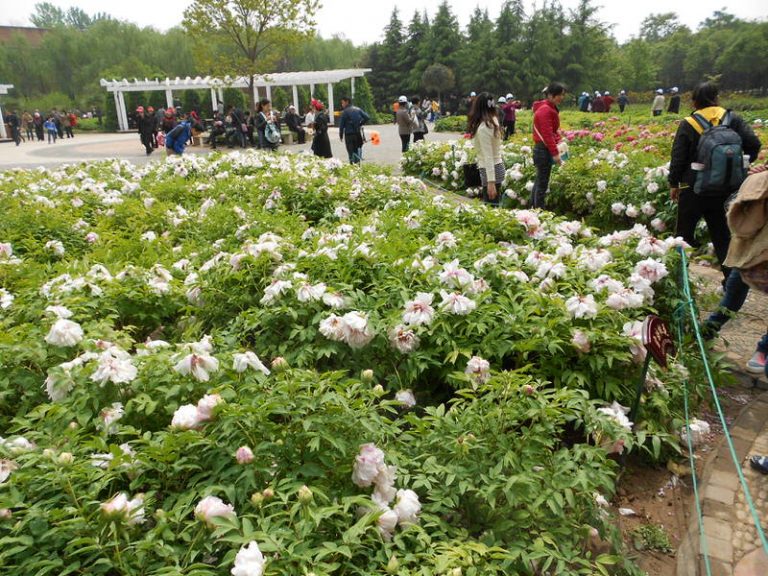 Top 10 Flower Exporting Countries in the World - The Mysterious World