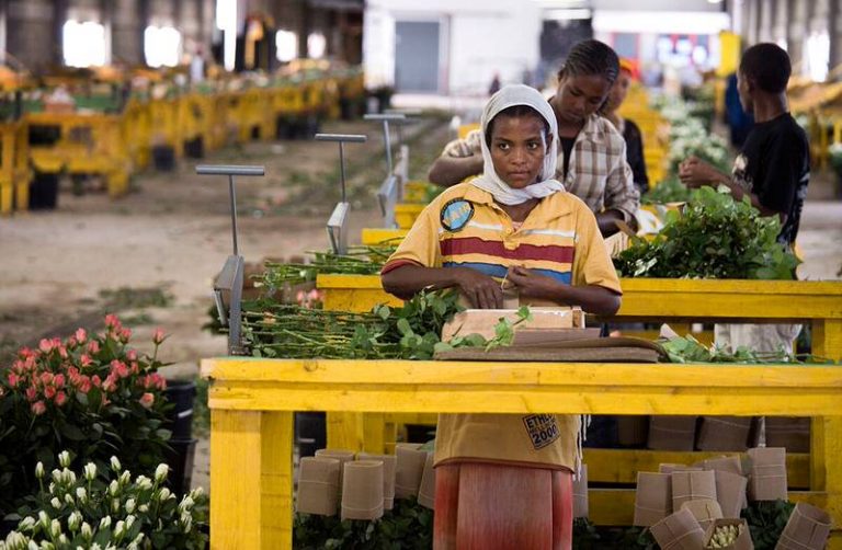 Top 10 Flower Exporting Countries in the World - The Mysterious World