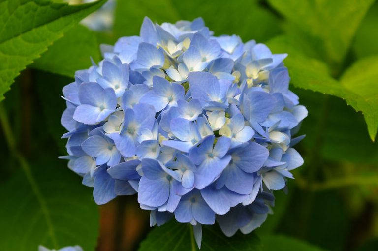 Top 10 Beautiful but Poisonous Flowers in the World - The Mysterious World