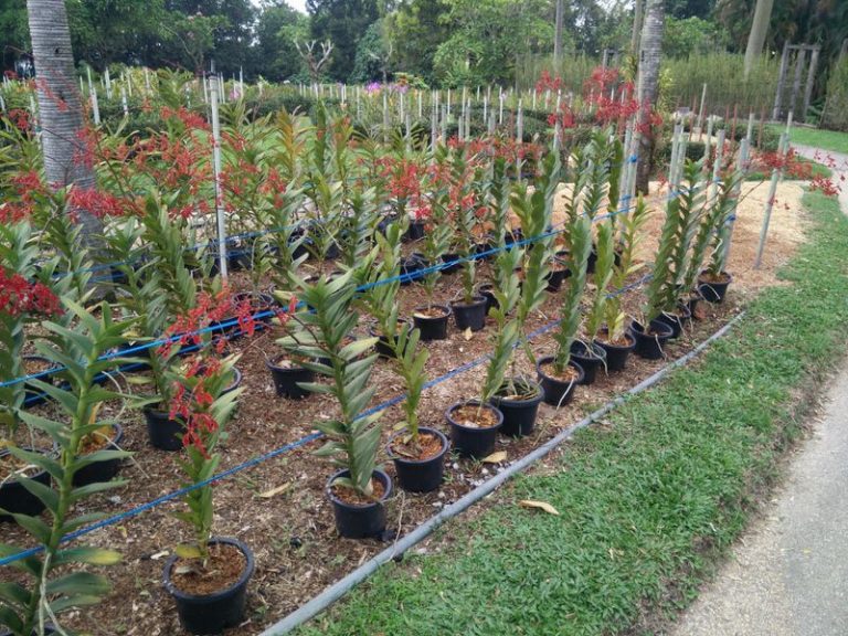 Top 10 Flower Exporting Countries in the World - The Mysterious World